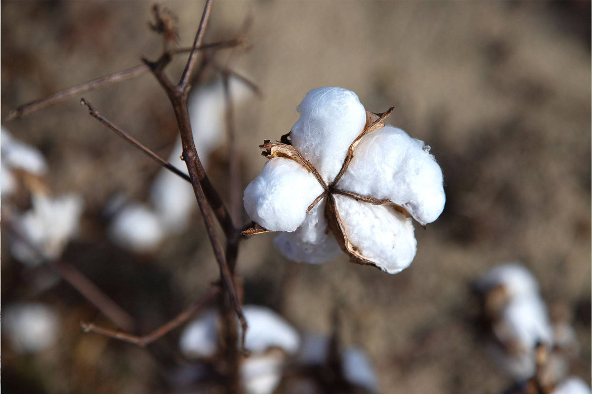 Organic cotton vs Conventional Cotton | Sustainably 3RD ROCK
